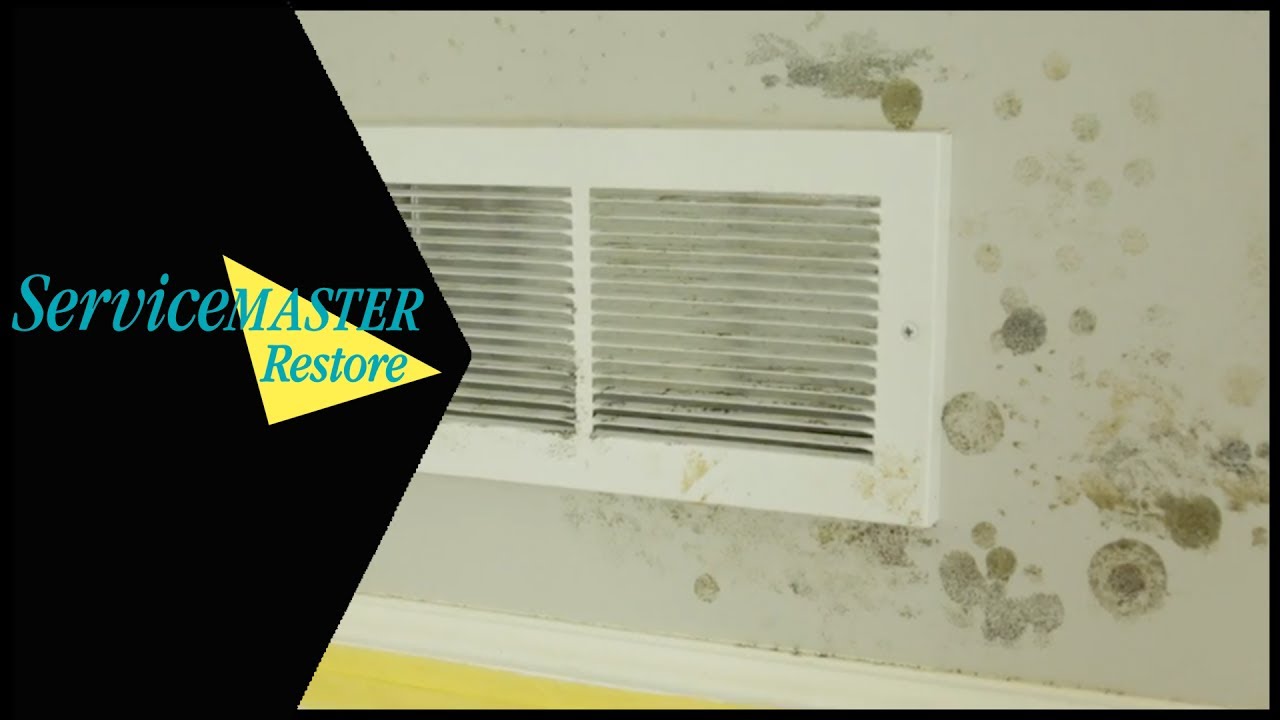 Mold Safety - Why You Should Call a Professional for Mold Removal ...