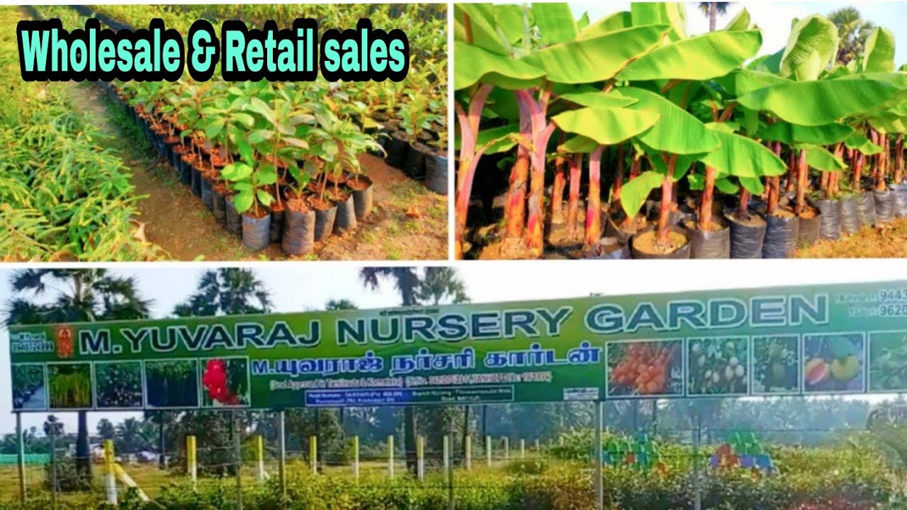 Nursery Garden Visiting Nursery Garden In Tamil Suganthis Cooking nursery-garden-visiting-nursery-garden-in-tamil-suganthis-cooking