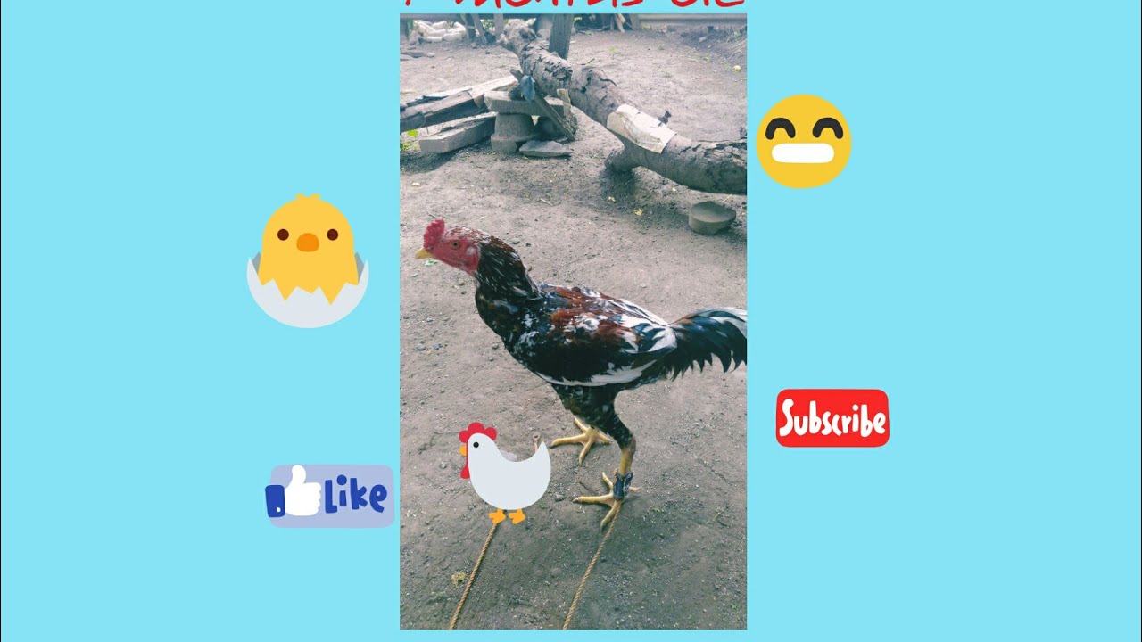 MY 7 MONTH OLD ROOSTER YouTube my-7-month-old-rooster-youtube