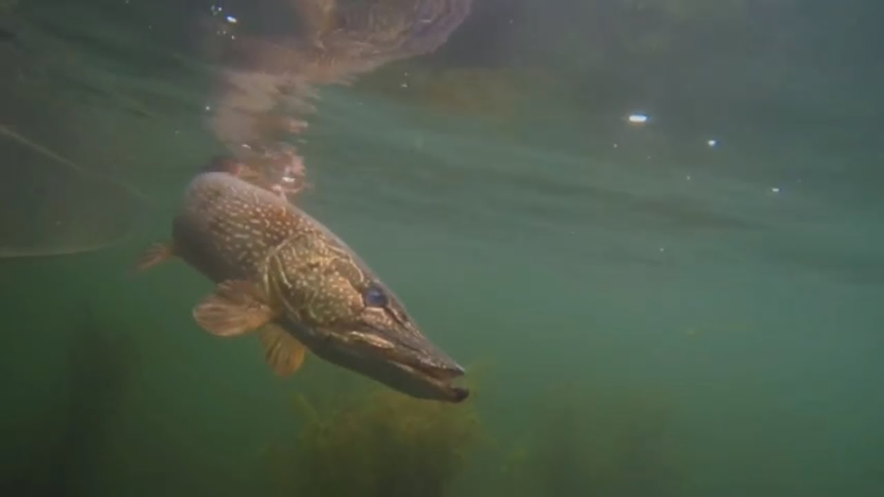 Species Spotlight: Northern Pike - YouTube