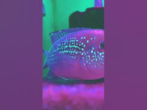 Male Blue Acara Please Subscribe! #shorts #fish - YouTube