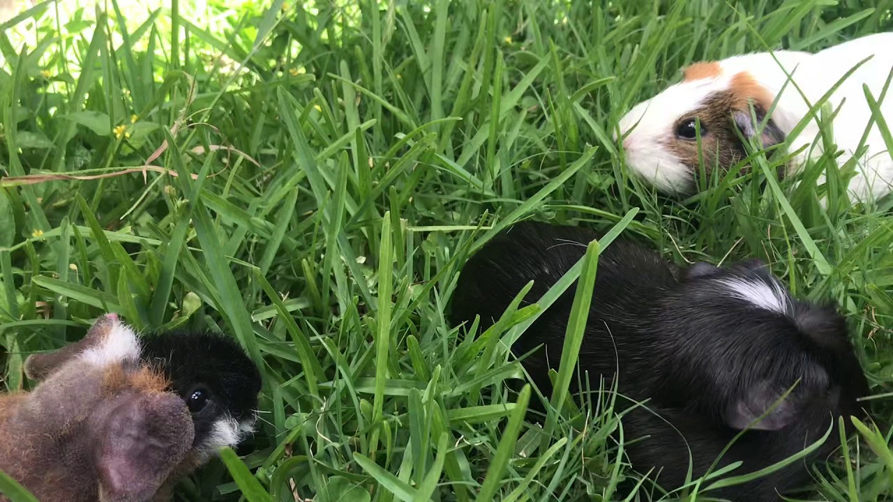 Piggy Trio in the garden - YouTube