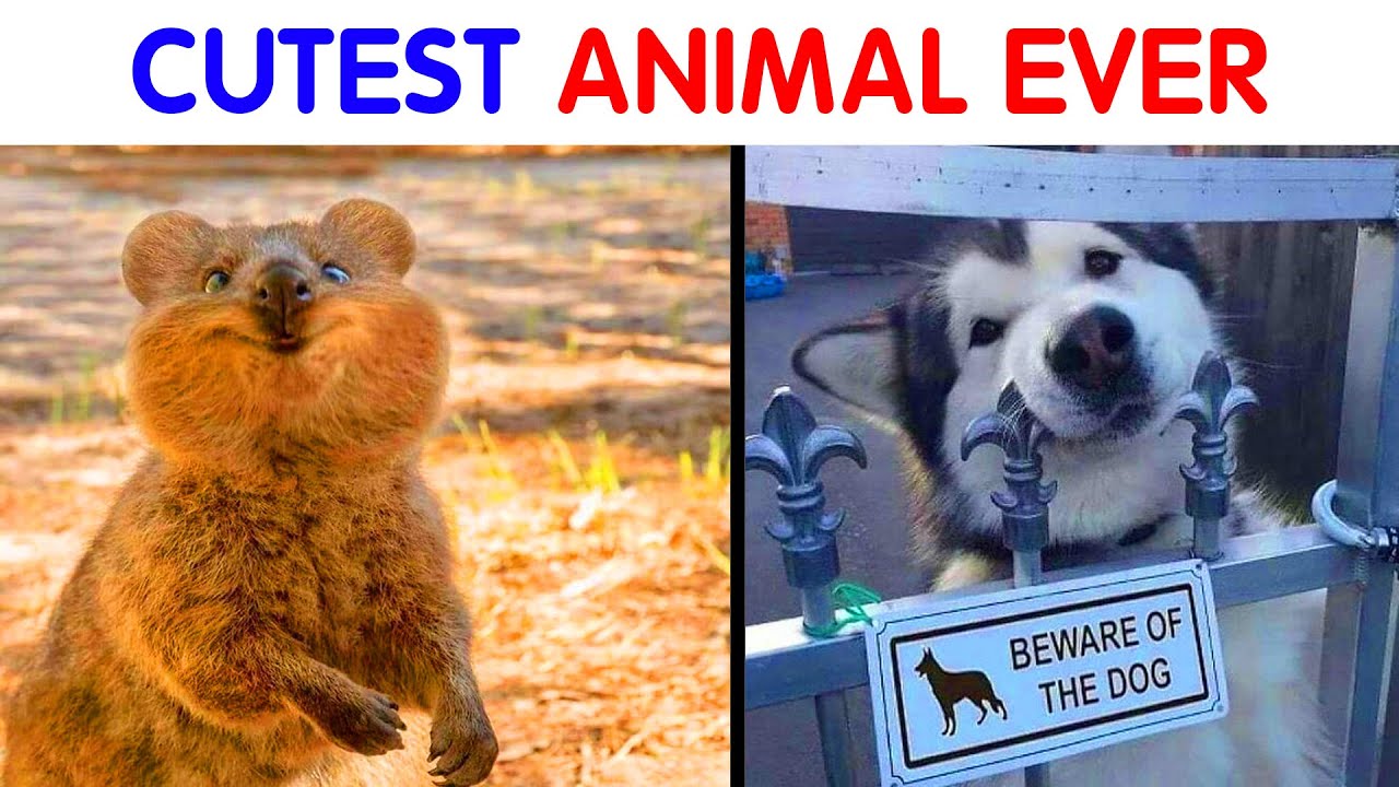 50 Best Cutest and Funniest Animal - cute animal - YouTube