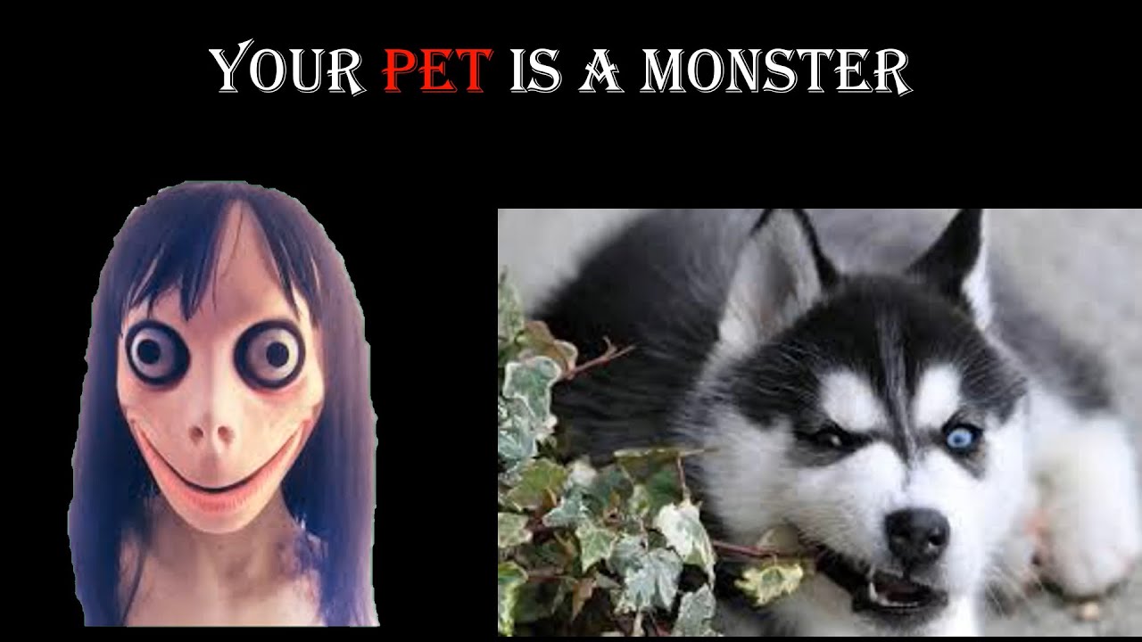 Momo Becoming creepy: Your Pet Is A Monster - YouTube