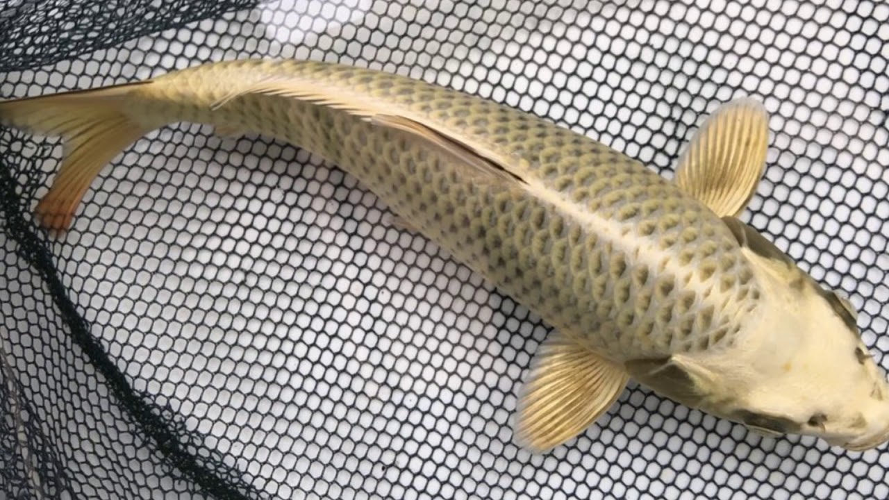 Mukashi Ogon from Izumiya koi farm - YouTube