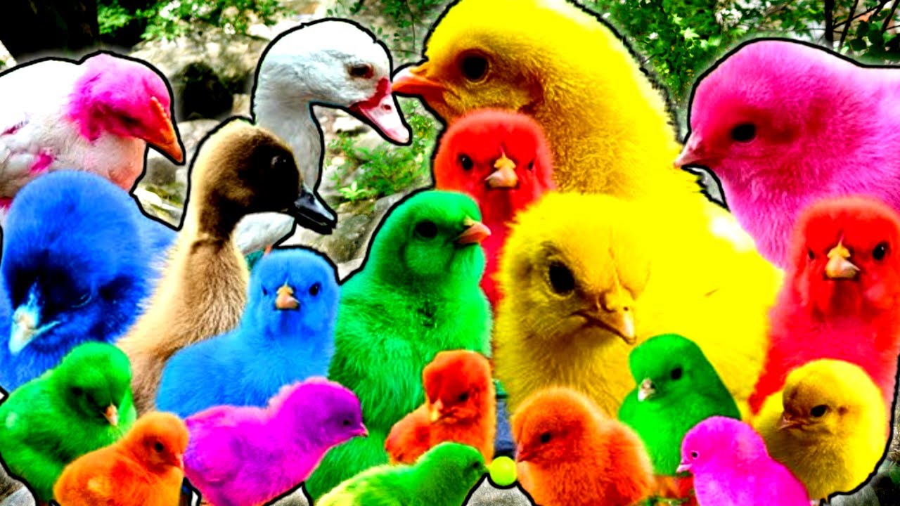 Colorful Chickens, World Cute Chickens, Rainbows Chickens, Cute Ducks ...