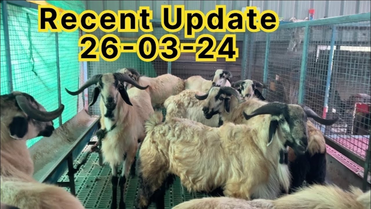 Tips for successful sheep farming recent update 26-03-24, #sheep # ...
