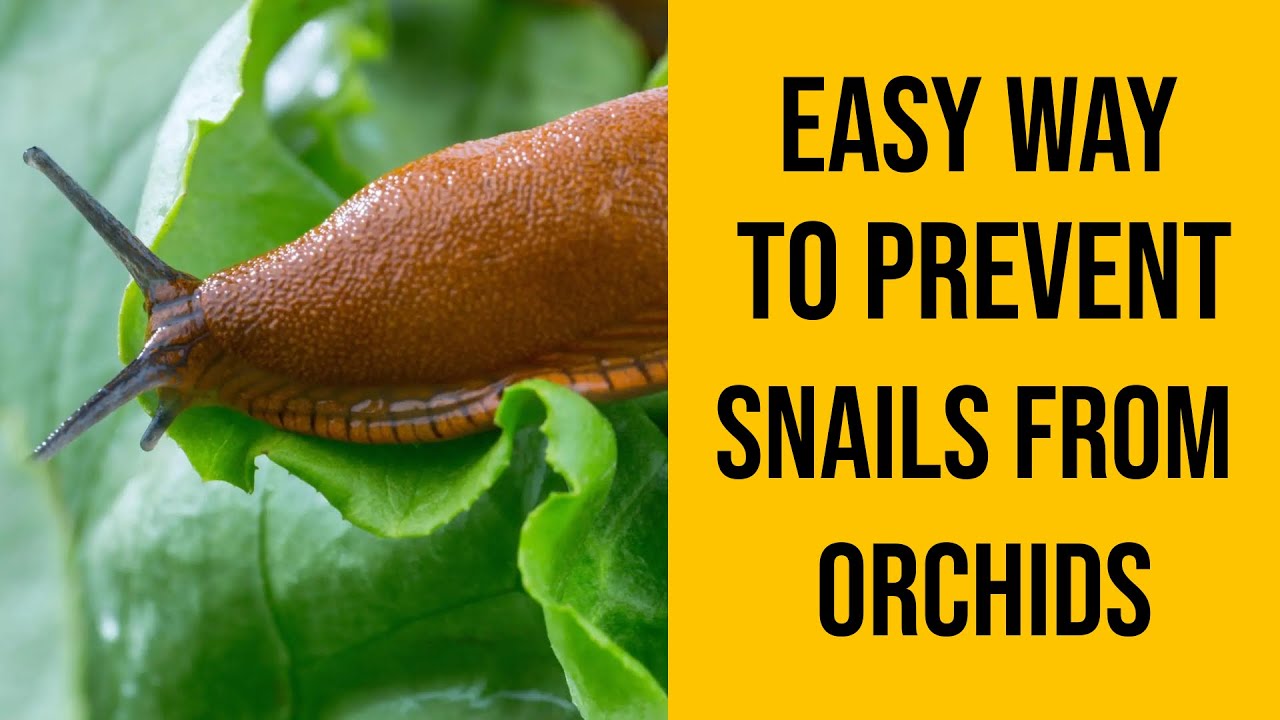EASY WAY TO PREVENT SNAILS FROM ORCHID PLANTS - YouTube