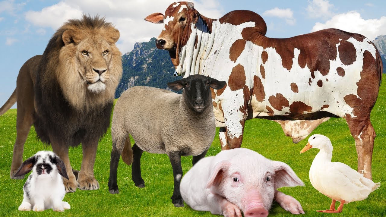 Som dos animais da fazenda farm animals animais na fazenda elefante ...