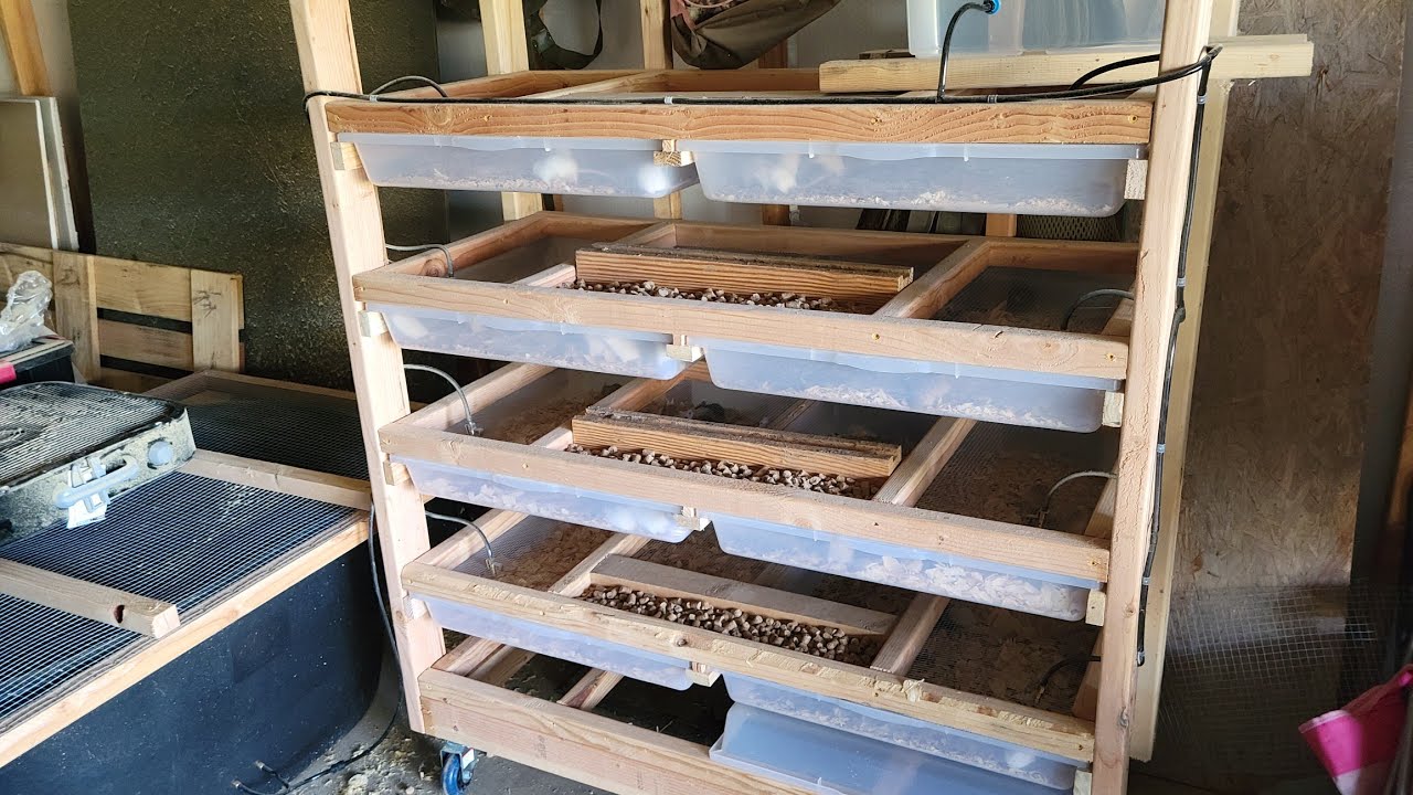 New mouse rack and grow out bin! - YouTube