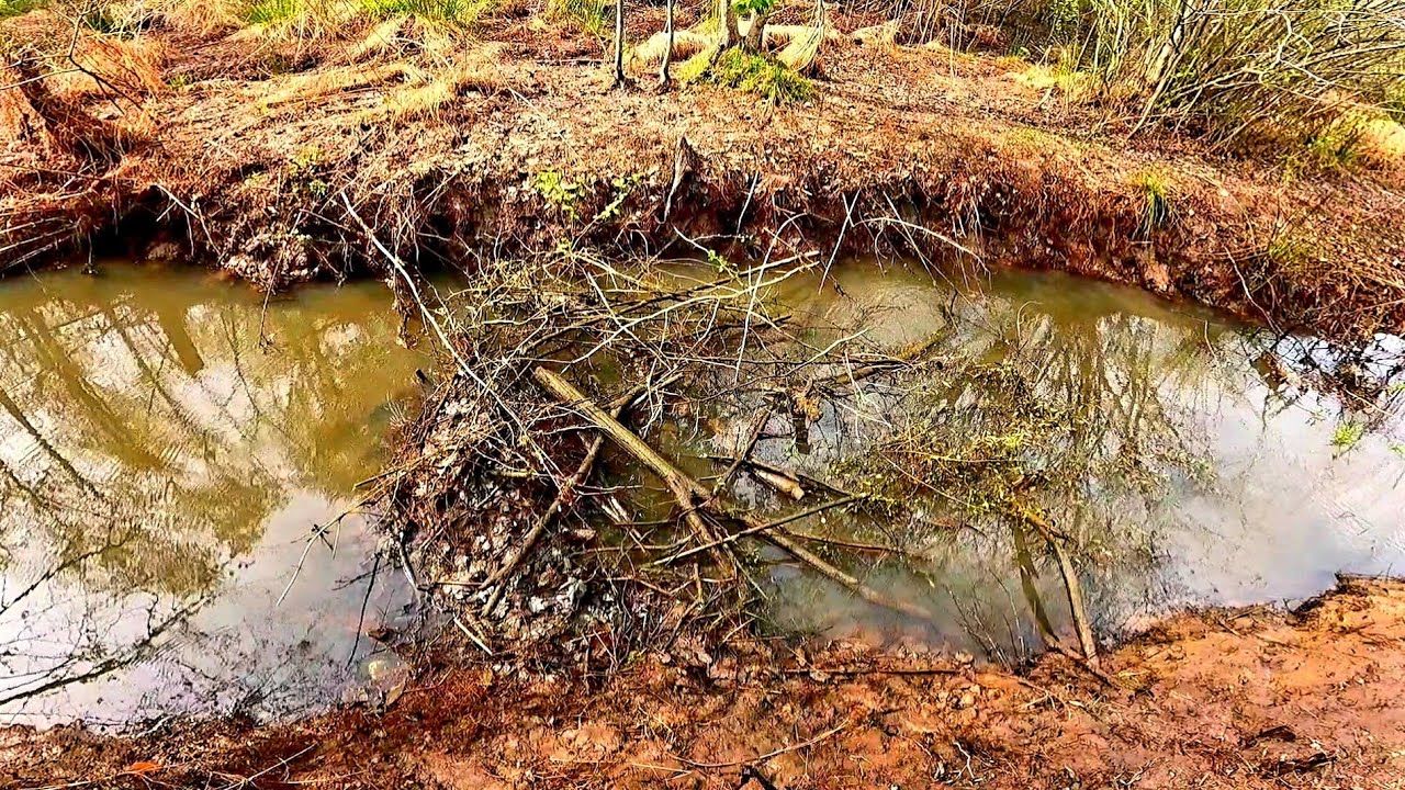 Beaver Dam Removal! || Not Today!! Draining Father Beaver Dam! Part 4 ...