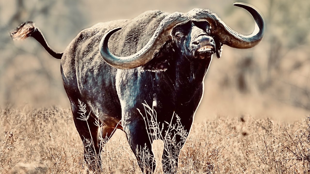 Big Buffalo Bull Attitude - YouTube