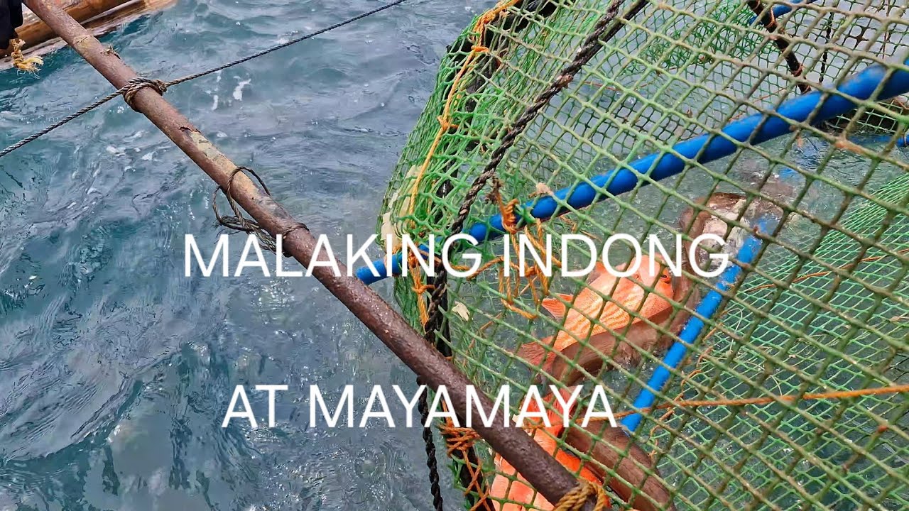 MALAKING INDONG AT MAYAMAYA #fishtrap #FISHING #ADVENTURE #AMAZING # ...