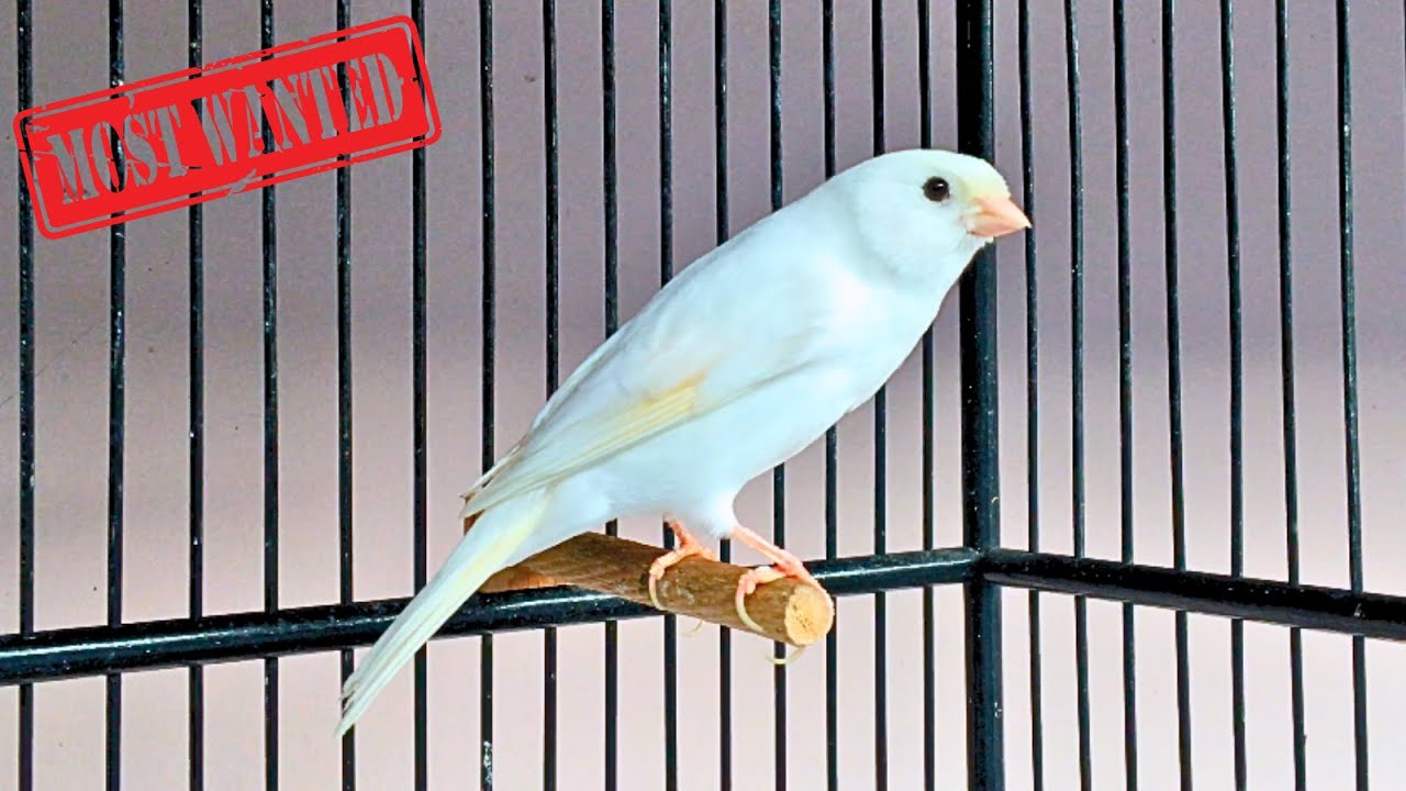 The Most Wanted | A Special Canary to Seduce All The Canaries - YouTube