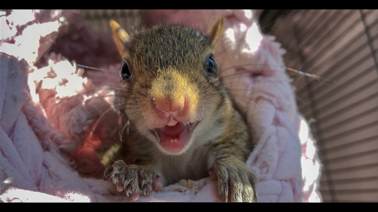 BABY SQUIRRELS & Sabrina - Cuteness Overload 😍😍😍 - YouTube