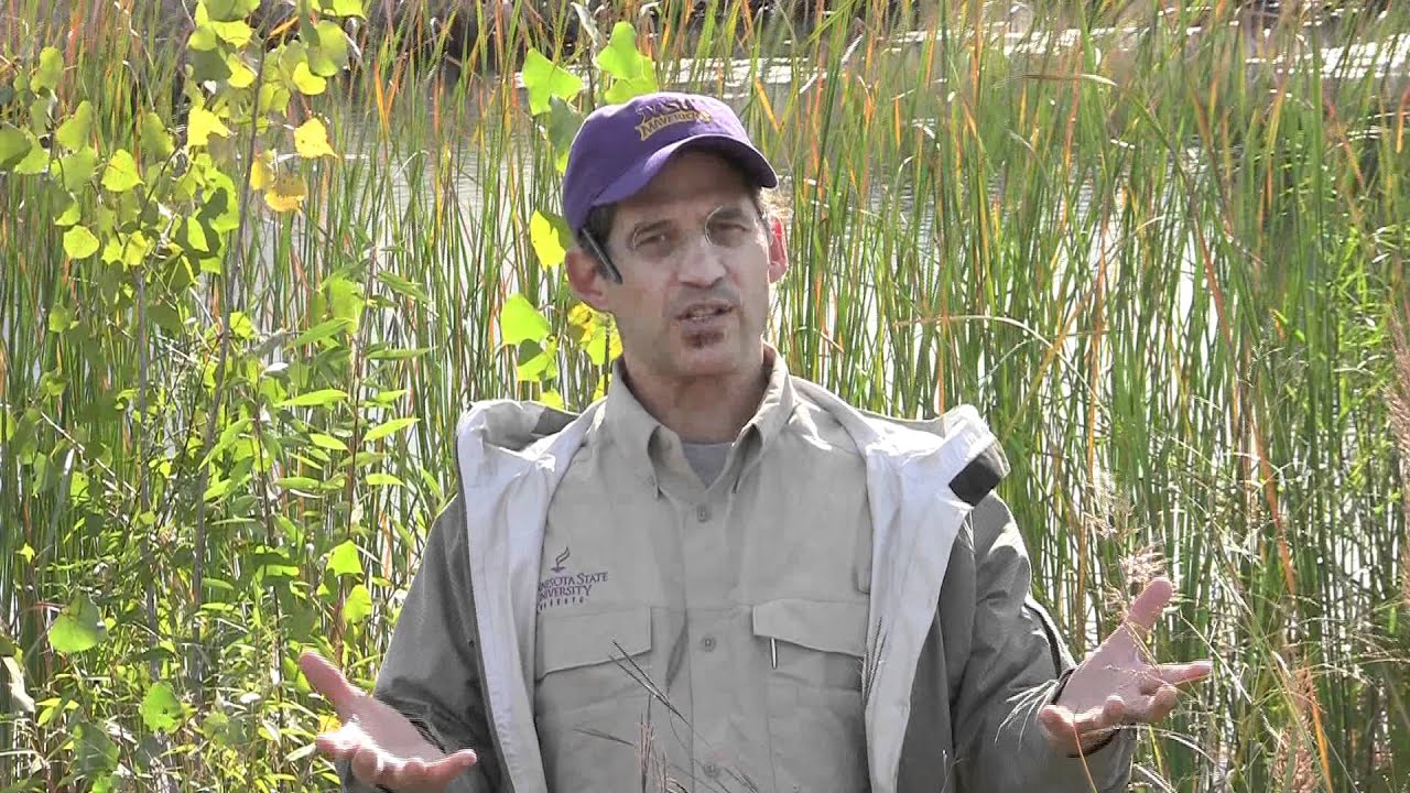 Ask an Expert- Wetland- Drainage Impact - YouTube