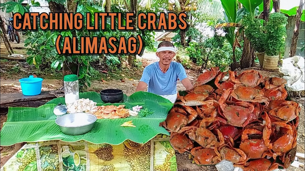 Catching little crabs (alimasag)🦀 | Fresh seafood 🦀 | Province life🌴 ...