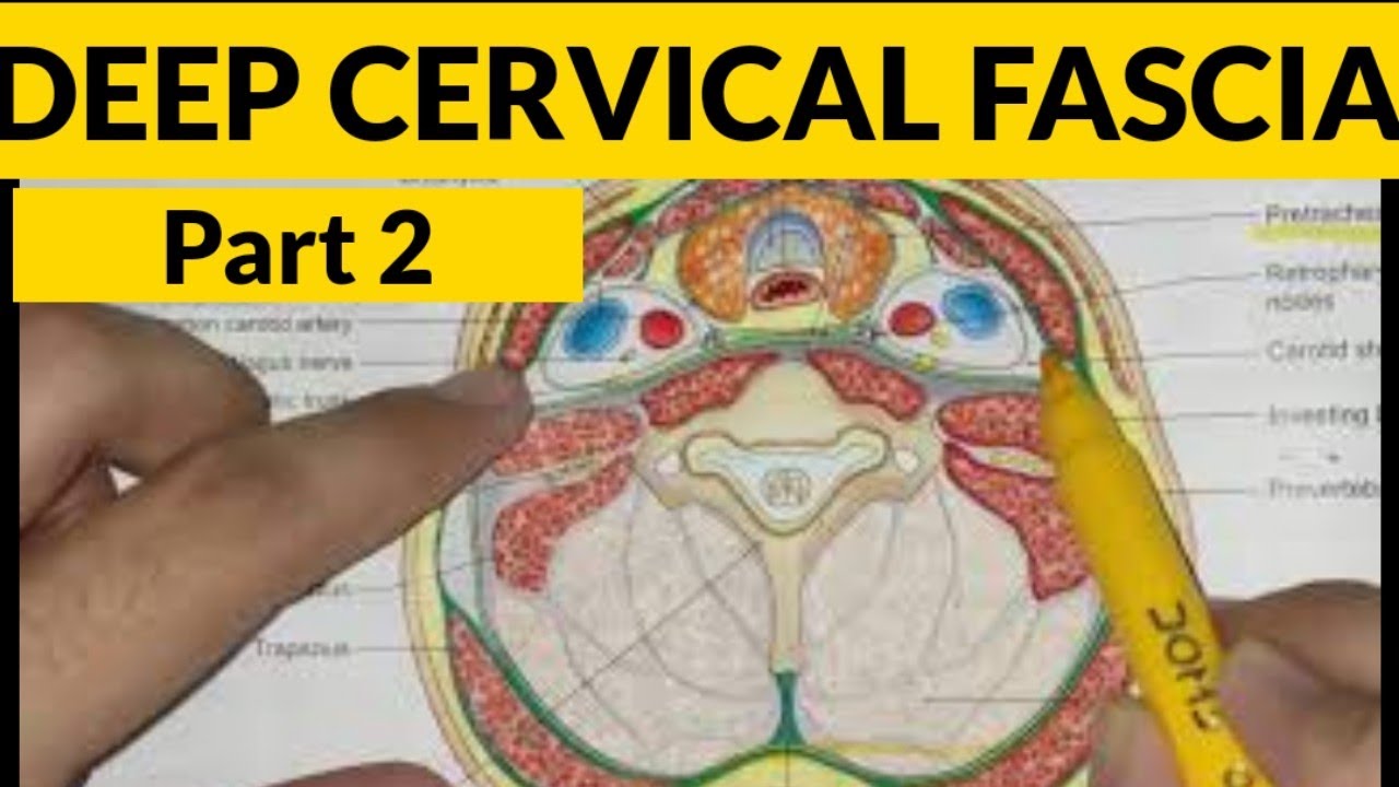 Deep Cervical Fascia - 2 | Pretracheal Fascia | Prevertebral Fascia ...