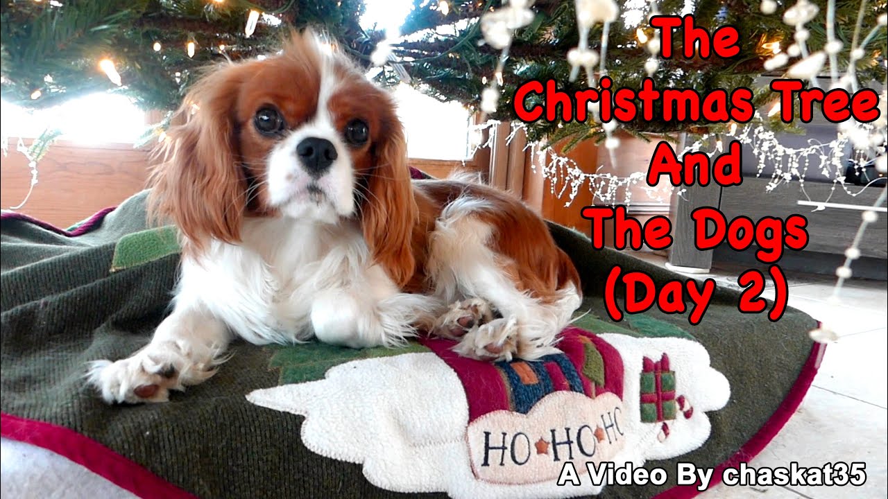 The Christmas Tree And The Dogs (Day 2) - YouTube