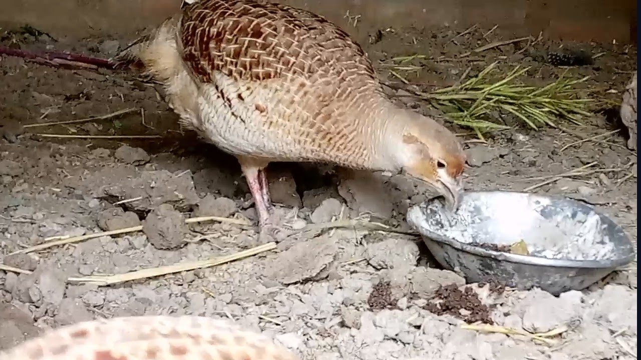 teetar ki awaz|bhura teetar|teetar breeding setup|teetar ki awaj|teetar ...