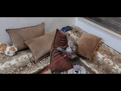 #maymun#kedi#savaşı#🥰