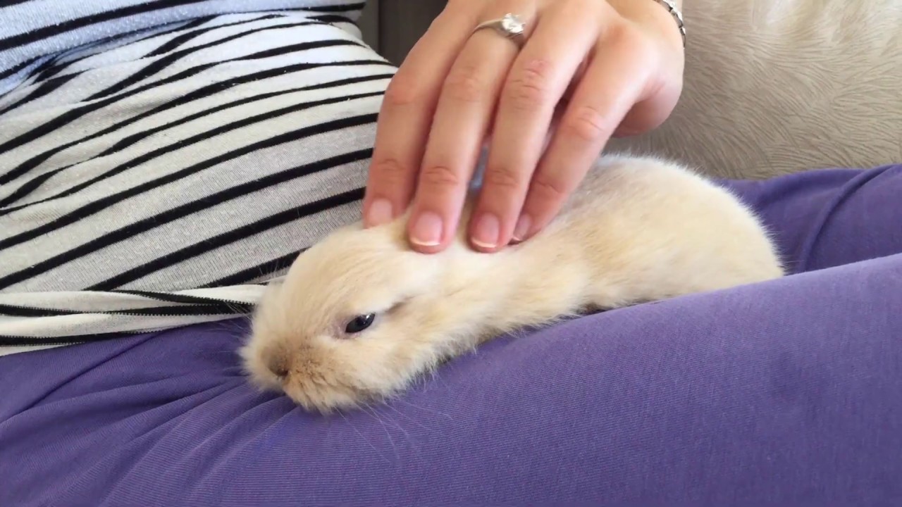 Baby Bunny Love To Cuddle - YouTube
