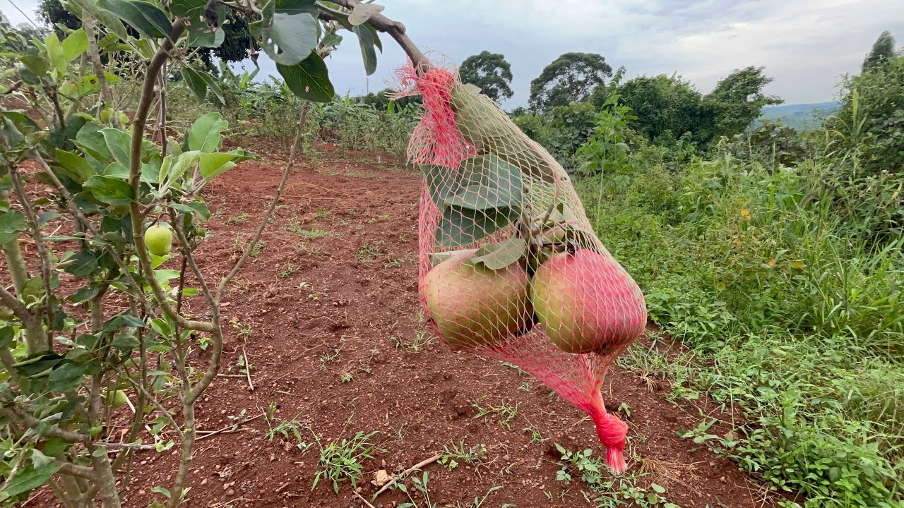 APPLE GROWING IN UGANDA. AN UPDATE 🍎 - YouTube