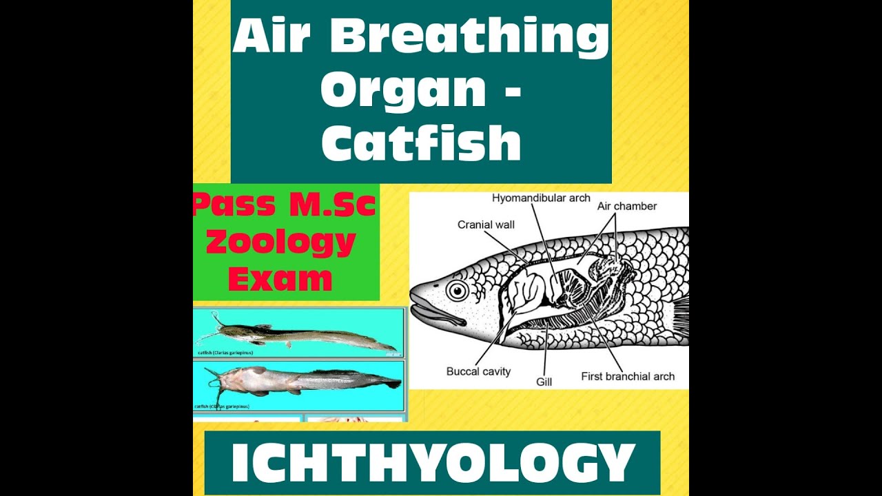AIR BREATHING ORGANS-CATFISH। ICHTHYOLOGY@exampass6387 @Zoology, @M.Sc ...