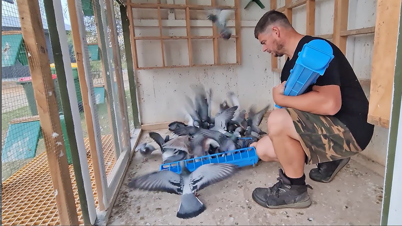 Evening Flying Pigeons - YouTube