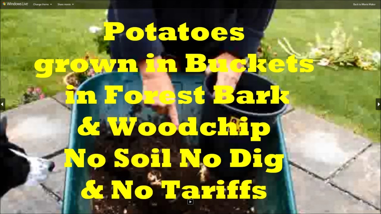 Grow Potatoes in Forest bark and Woodchip. A countryside mix and a ...