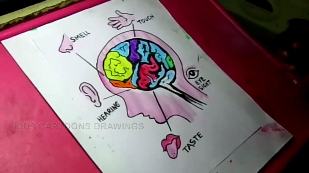 How to Draw Human Brain Sensory Stimulation Drawing - YouTube