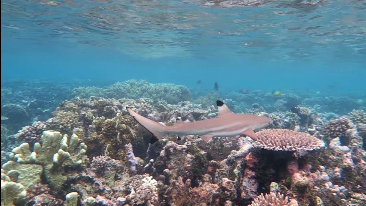 Raja Ampat snorkeling at Tamaku reef - YouTube