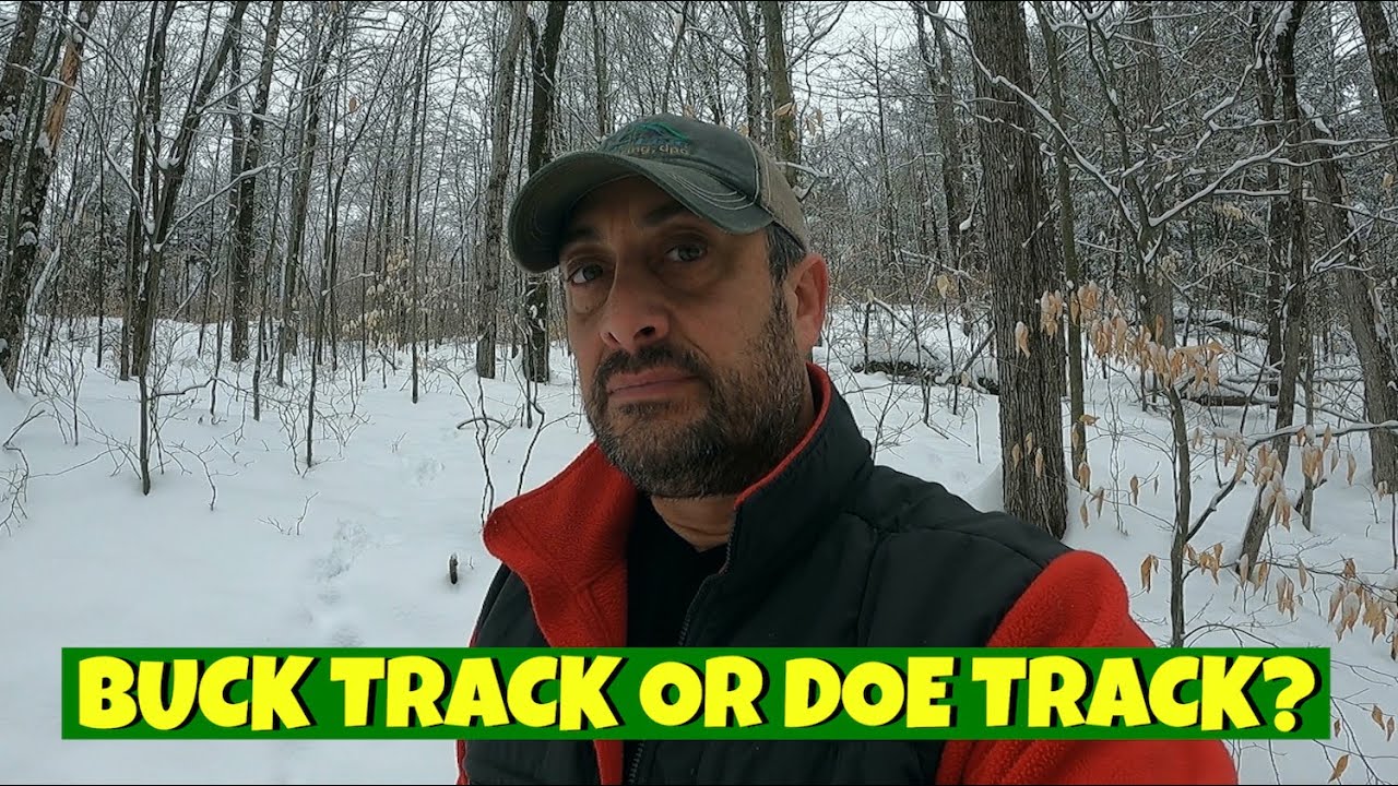 BUCK TRACK OR DOE TRACK? ......HOW TO TELL - YouTube