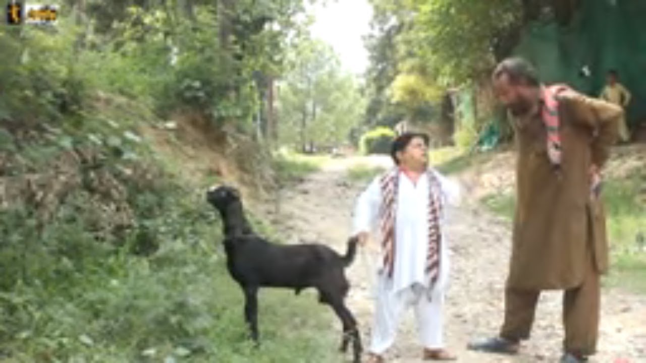 Mithu Khan Ni Bakri / مٹھو خان نے بکری / Pakistani chotu New Comedy ...