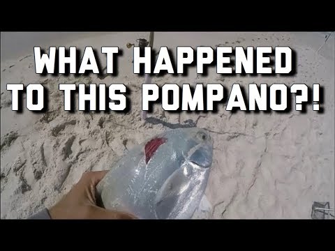 Surf Fishing- Epic Day Of Pompano Fishing- Fishing with Live bait and ...
