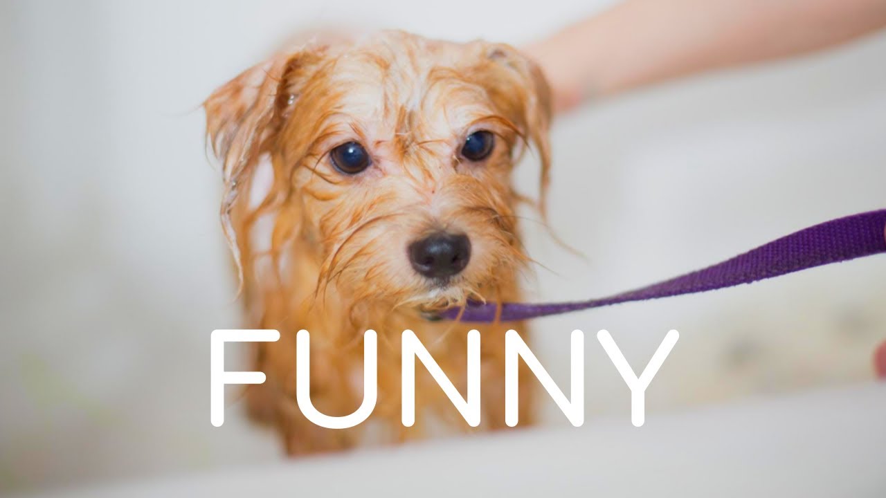 Funny Pets Dogs Background Music For Videos - YouTube