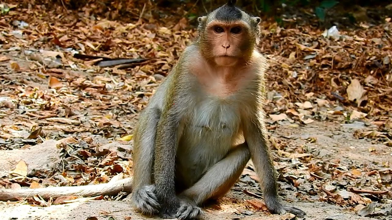 Why did mother monkey abandon the baby!, She didn't seem to care for ...