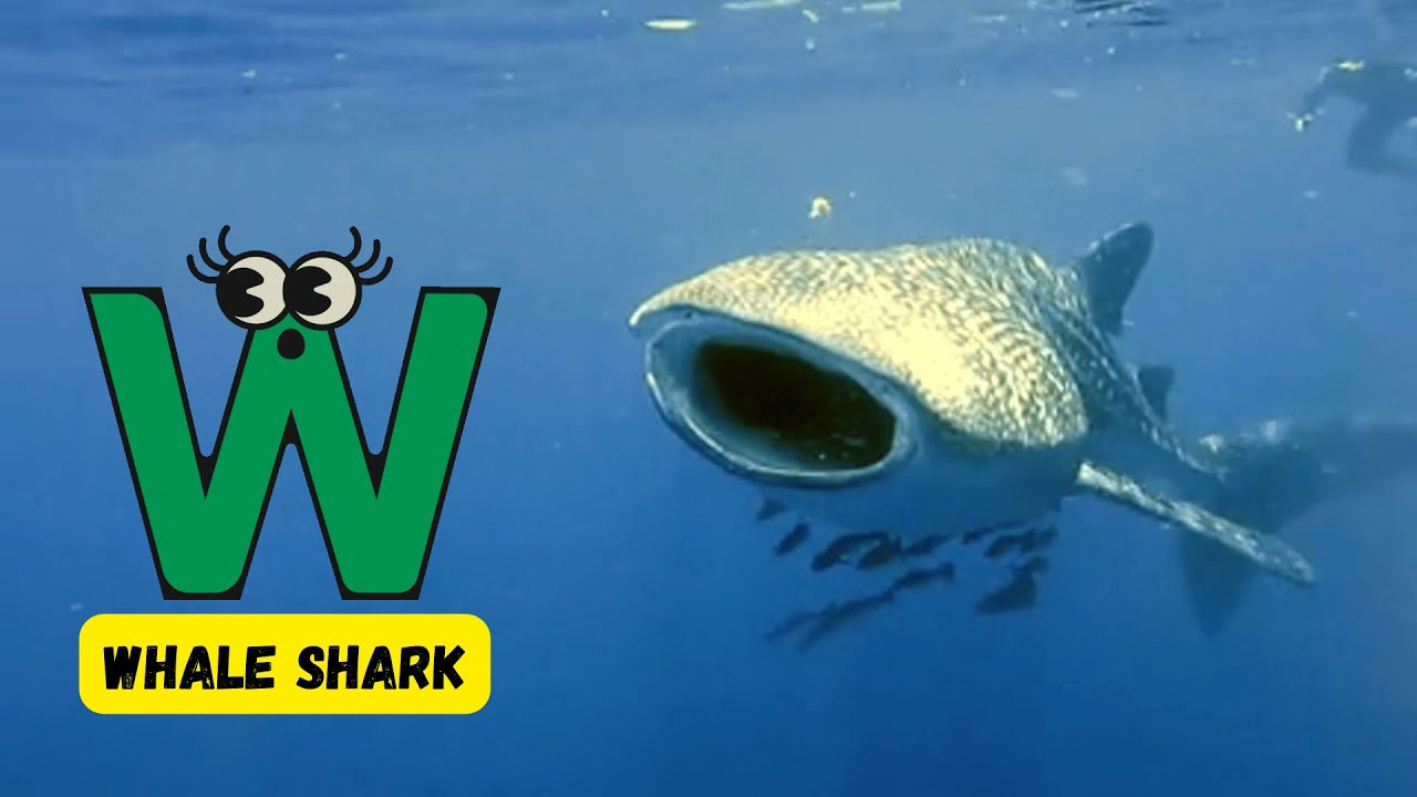 ABC Underwater Fish Song 🎶 | Fun Alphabet Learning for Kids | #abcd # ...