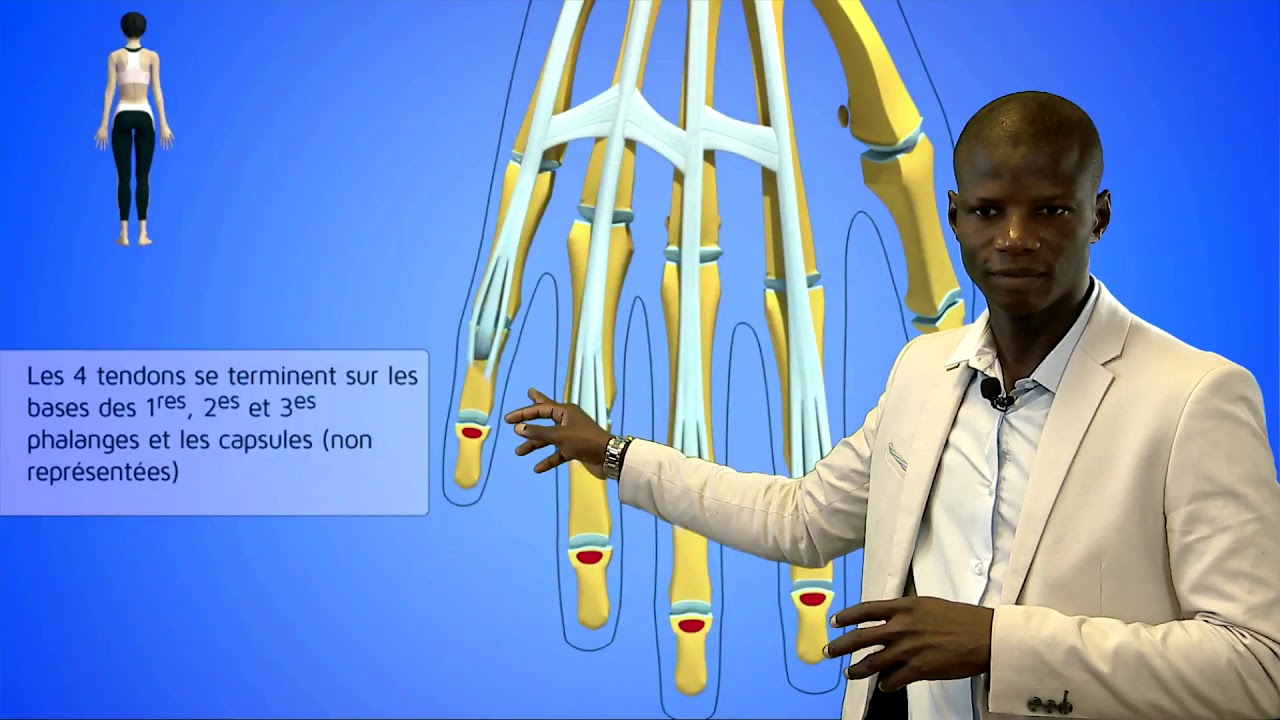 Muscles extenseurs des doigts longs - YouTube