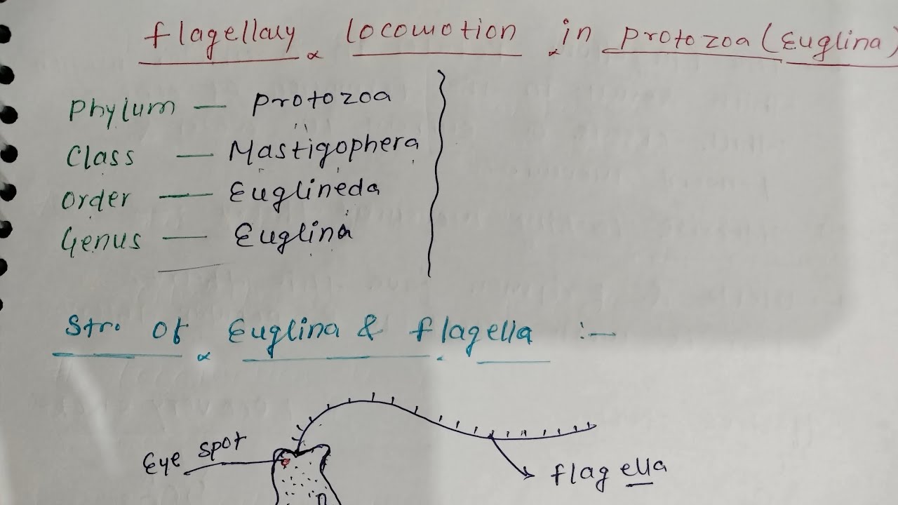 Flagellar Locomotion In Protozoa ||Locomotion In Euglena || By Arvind ...