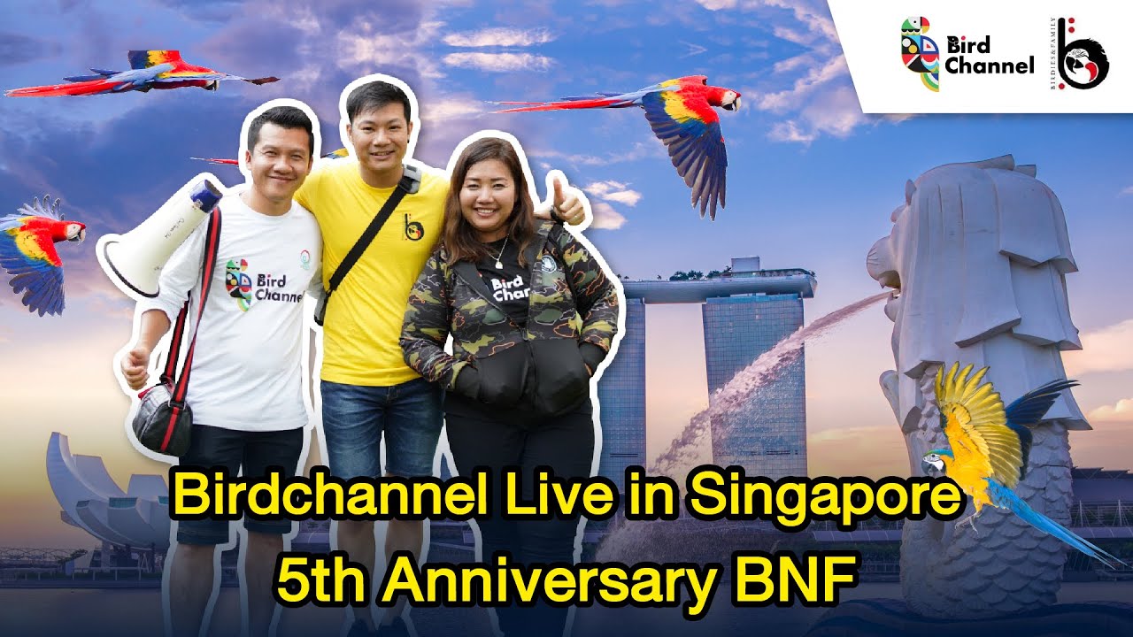 Birdchannel Thailand Live in Singapore 5th Anniversary BNF ...