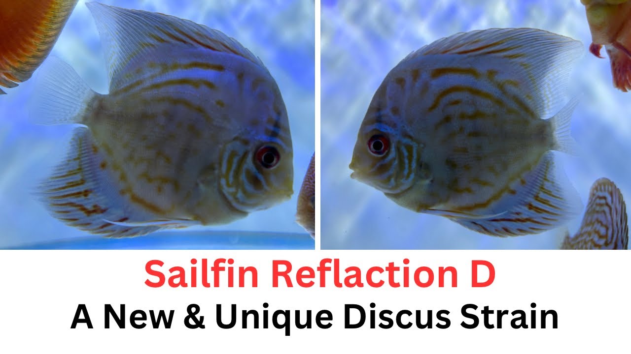New Discus Fish Sailfin Discus Fish | Unique Discus Strain | Reflaction ...