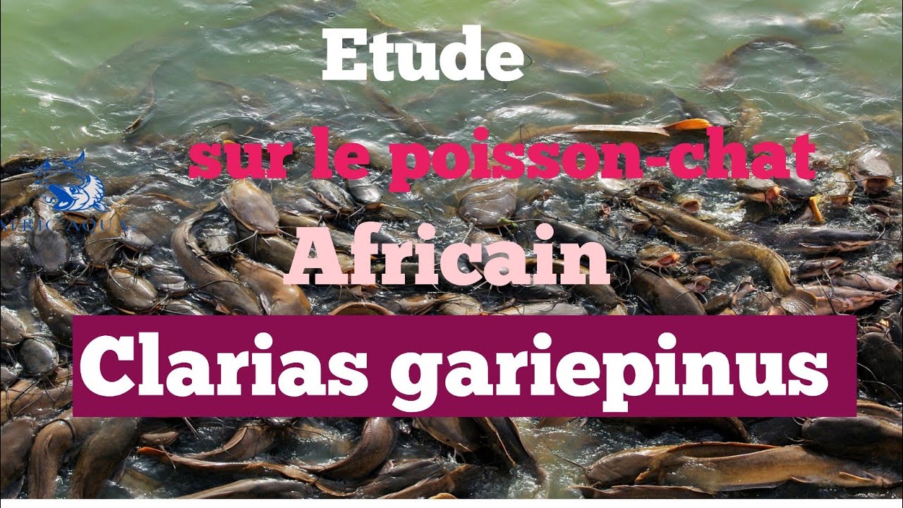 Étude sur le poisson chat africain : Clarias gariepinus - YouTube