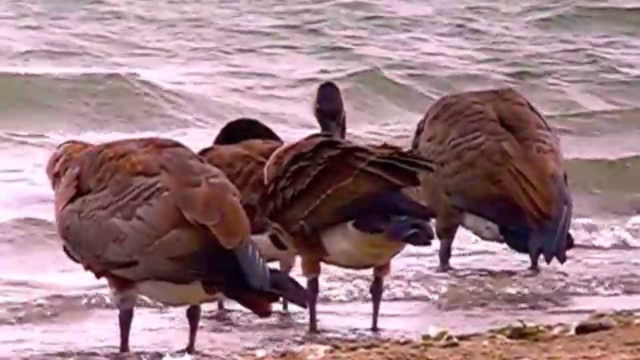 Making Useless Video Clips Useful - 2013 - YouTube