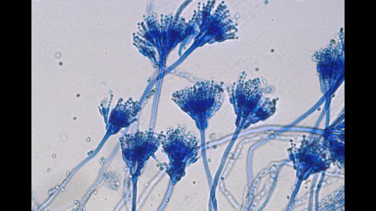 Mycology Video: - YouTube