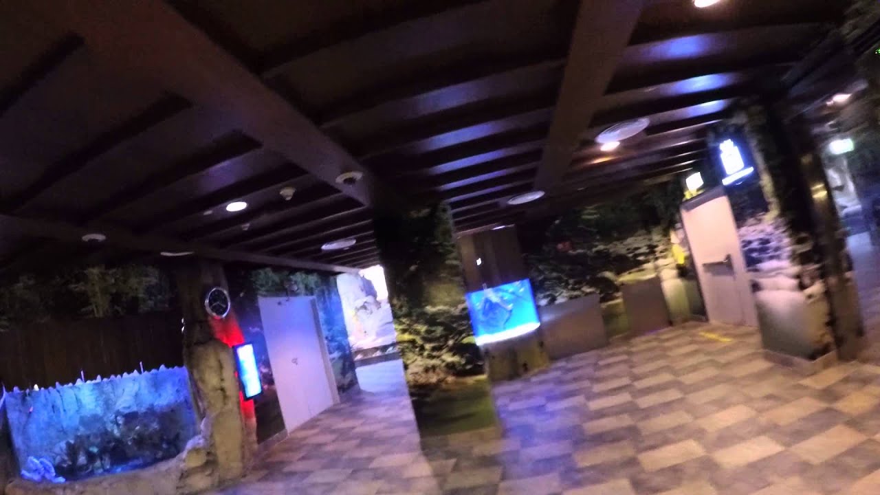 ACVARIU PLIN DE RECHINI IN MALLU DIN DUBAI - YouTube