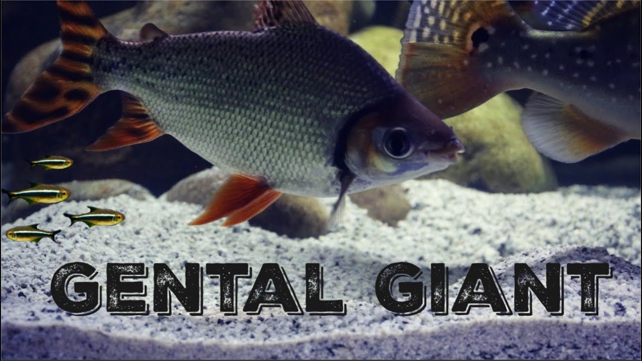 I Finally Found A PEACEFUL Monster Fish - YouTube