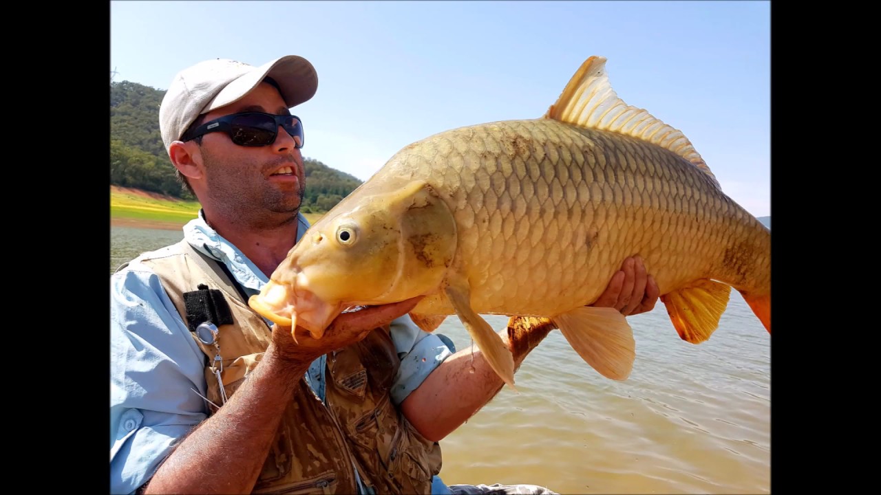Giant carp 95cm + caught on film (Blowering dam) - YouTube