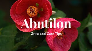 Abutilon: Grow and Care Tips