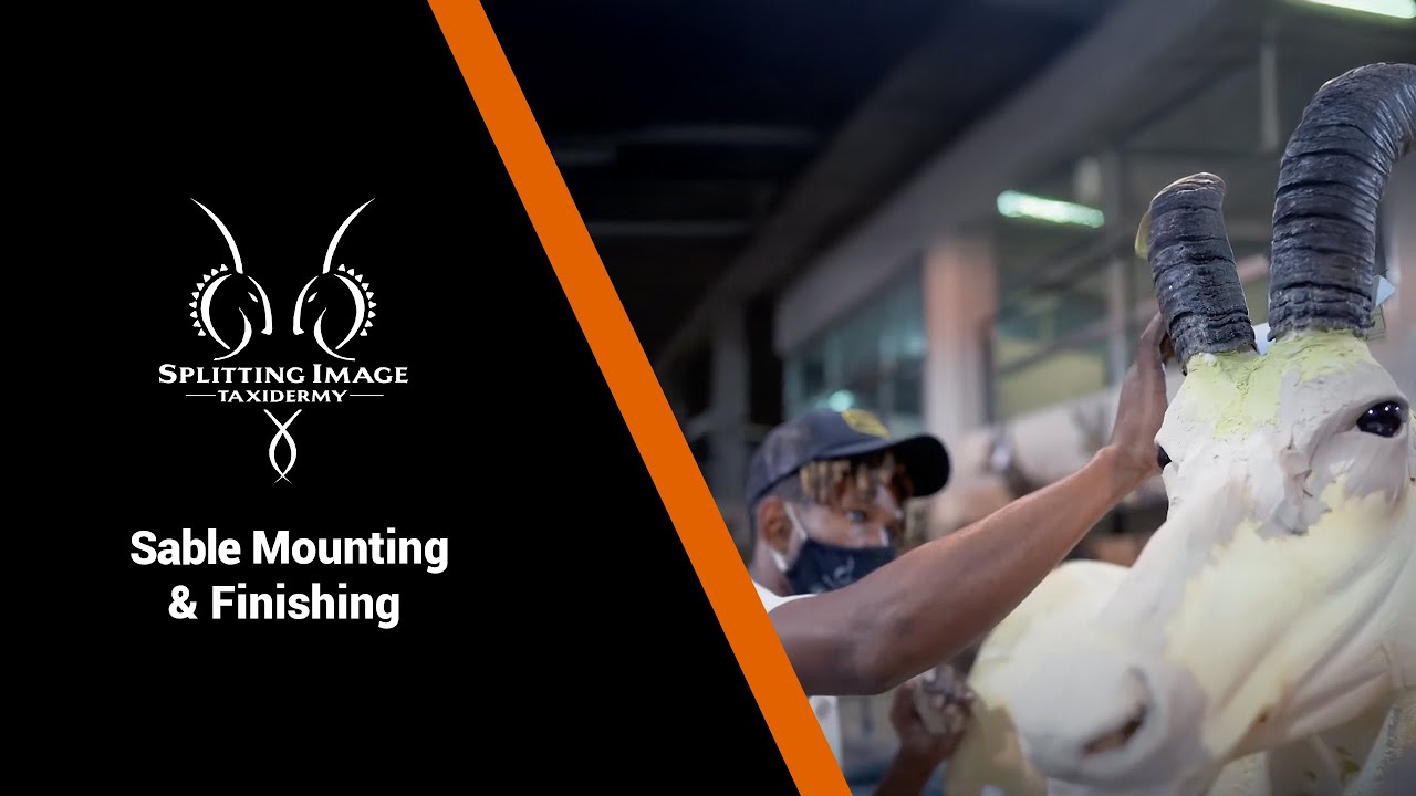 Sable Mounting & Finishing | Splitting Image Taxidermy - YouTube